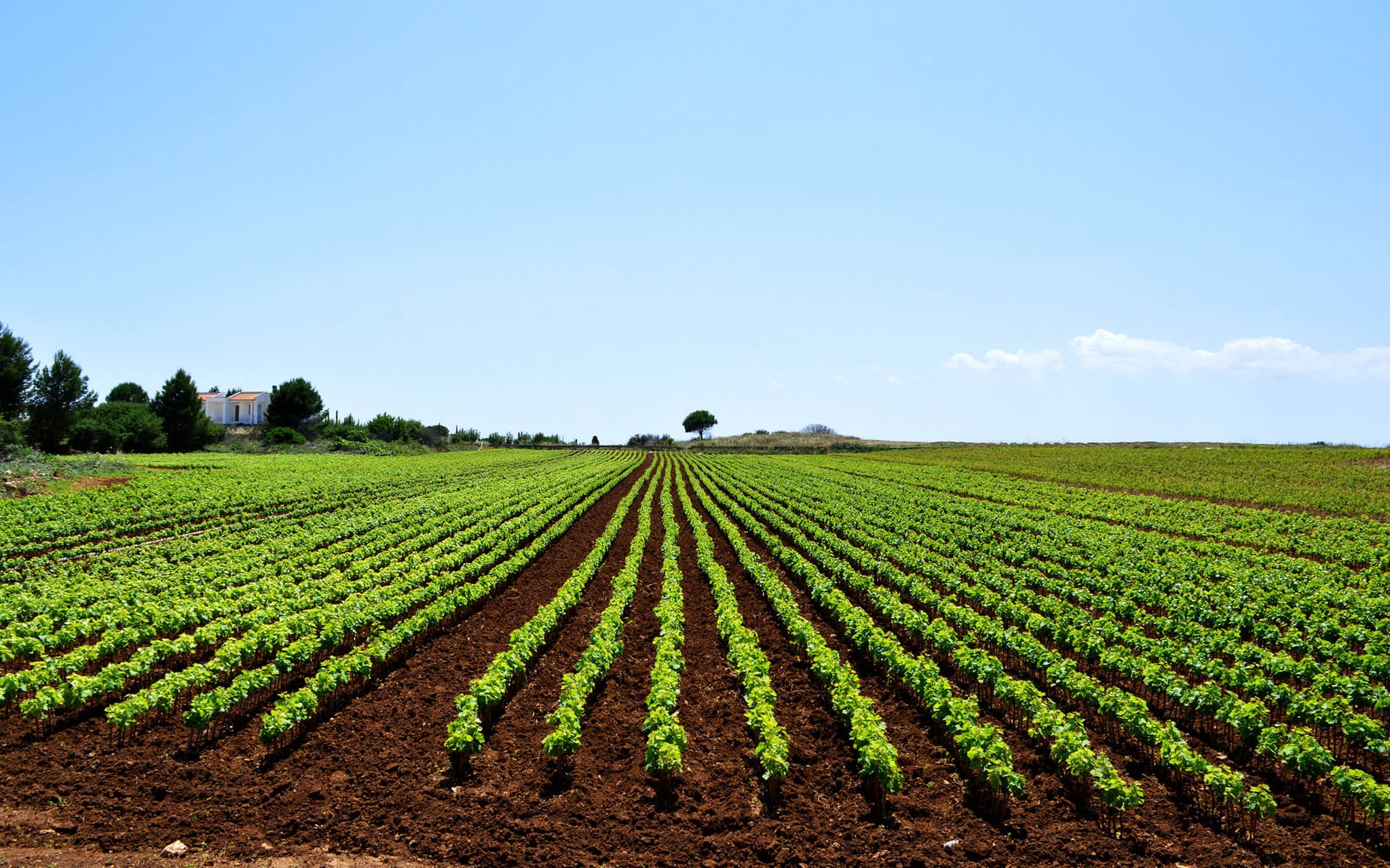 Vines 101: Puglia Wine | Butterfield & Robinson