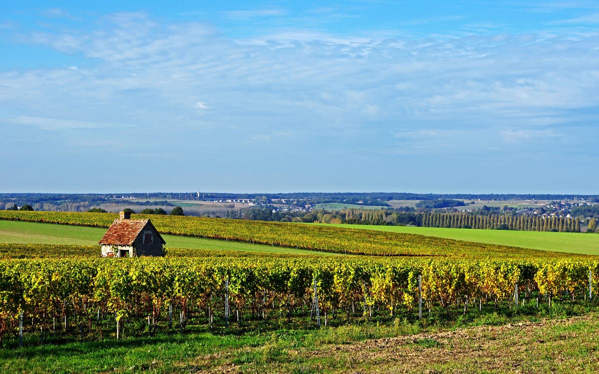 Vines 101: An Introduction to Loire Valley Wine | Butterfield & Robinson