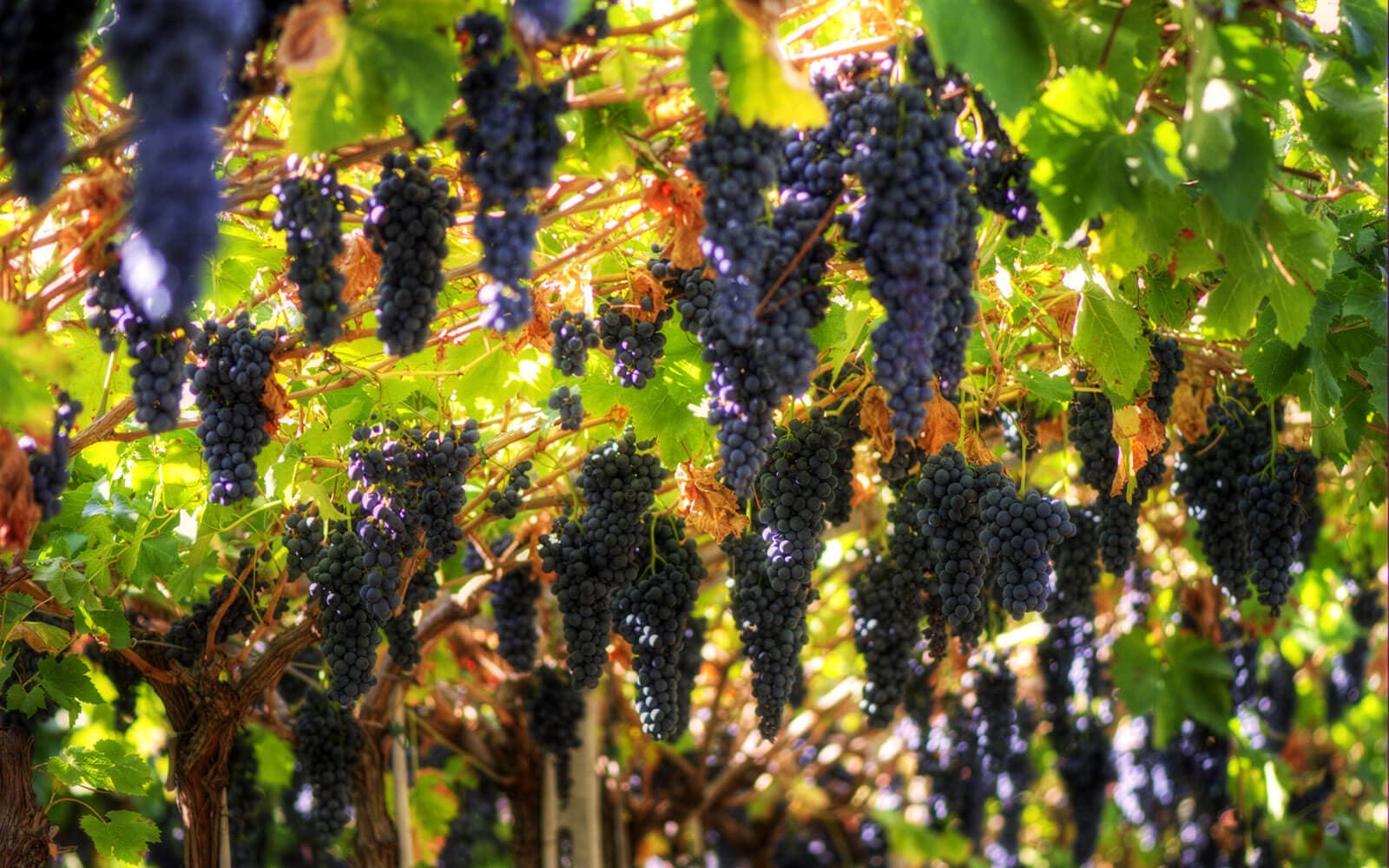 Vines 101: Veneto Wine | Butterfield & Robinson