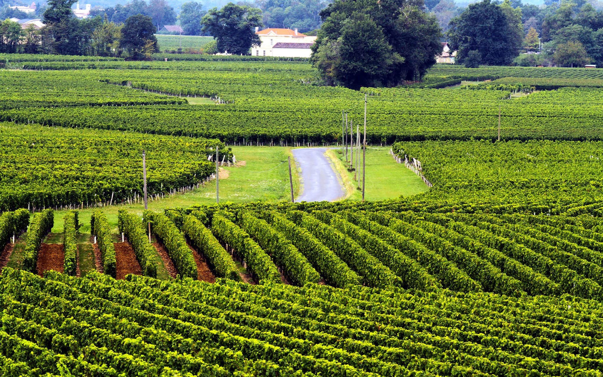 Vines 101: Bordeaux Wine | Butterfield & Robinson